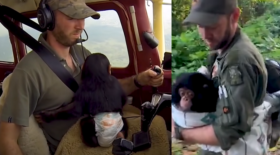 Baby Chimp Sleep in The Lap Of the Pilot While Flying Safely