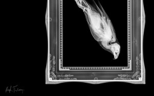 You Think You Know Animals… Til You See Them Under An X-Ray. The ...