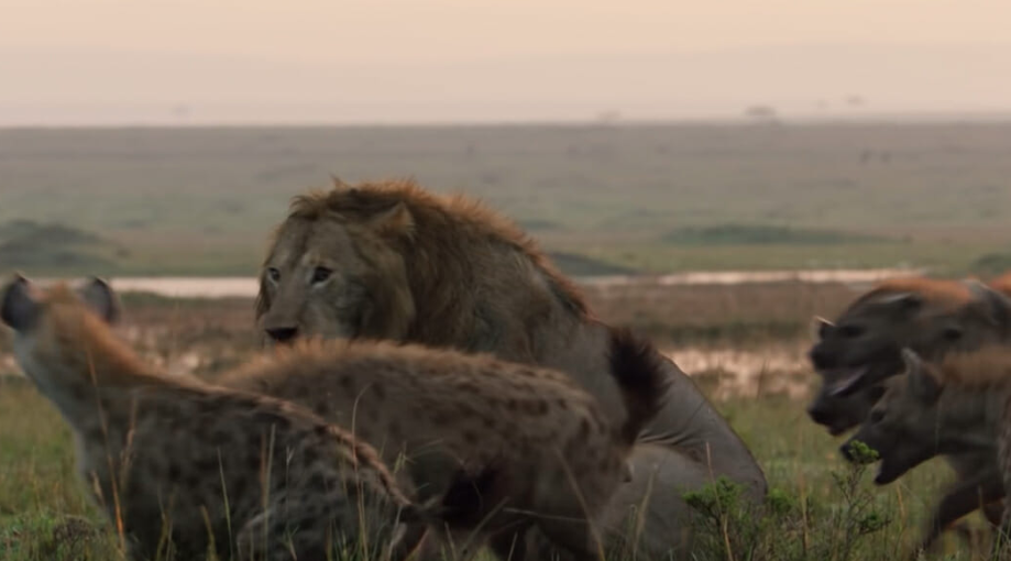 Lion struggles to fight off 20 hyenas, so his bro shows up and saves him