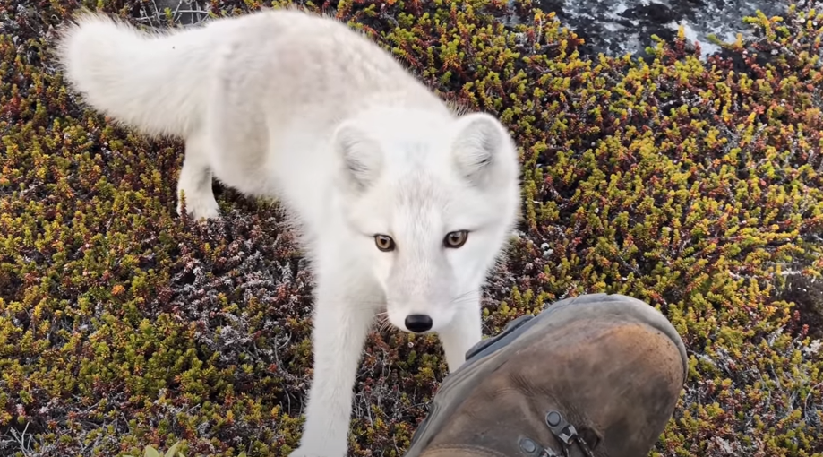 Photographer Meets Wild white Fox in Greenland