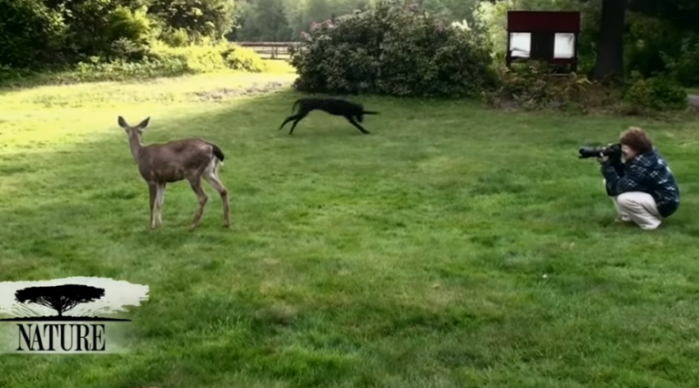 A Baby Deer Ran Up To A Great Dane But You Won’t Believe The Big Dog’s