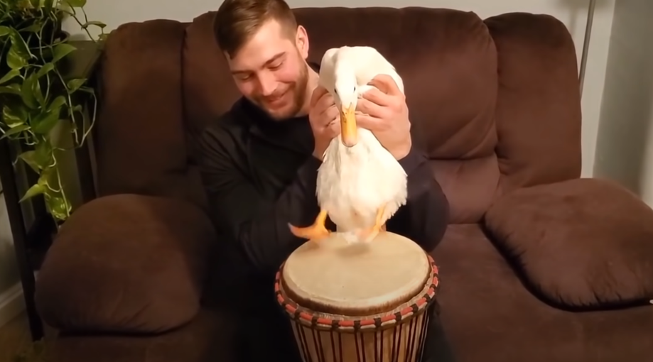 Duck playing the drums that Duck is Really Gifted