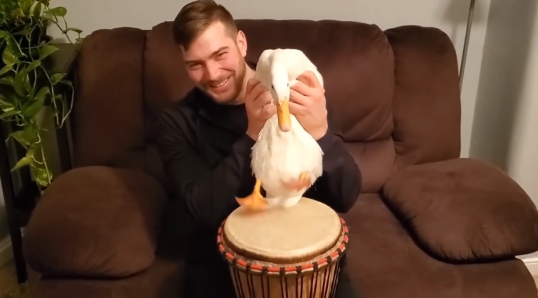 Duck playing the drums that Duck is Really Gifted