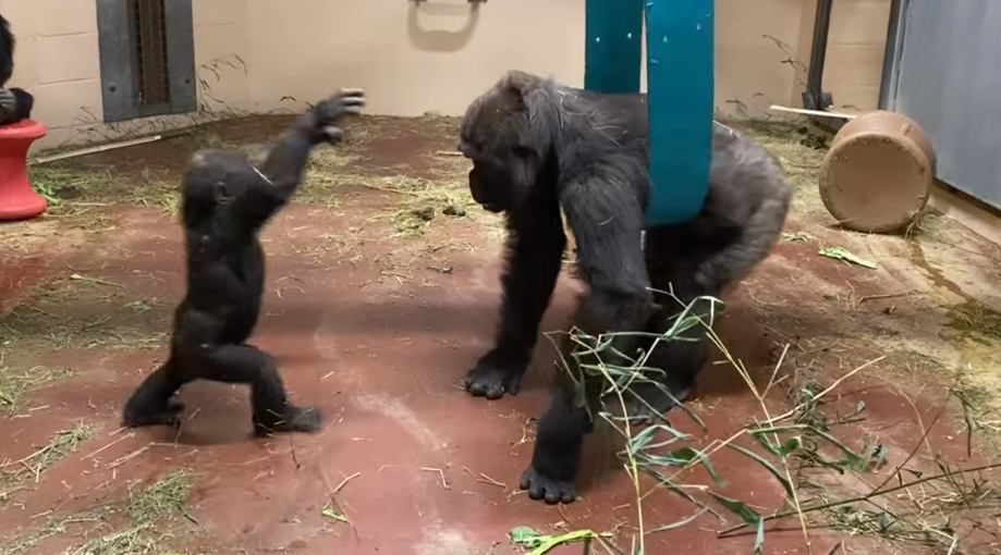 Gorillas at the Atlanta Zoo Have Fun During The Indoor Swing