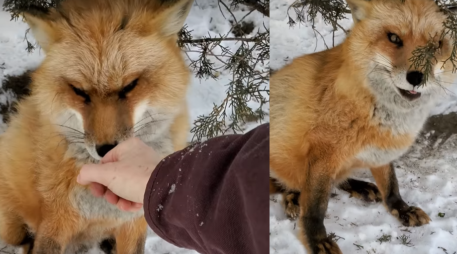 Finnegan Fox Cries While Getting Pampered By His Rescuer