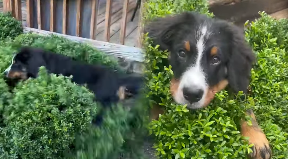 The Puppy Gets Stuck In The Bushes and Dives Into Head First