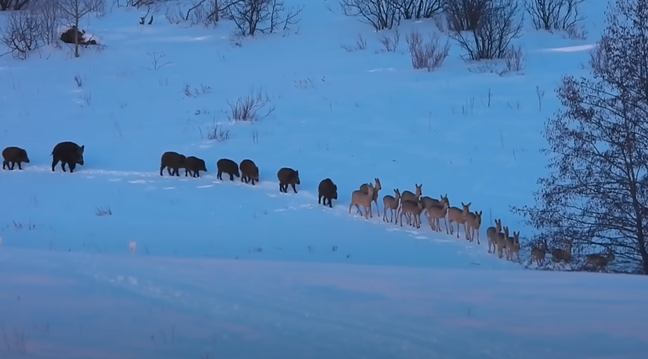 Roe deer and wild boar walk together on a winter road