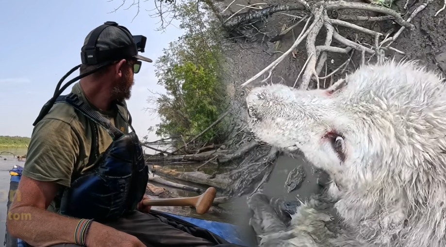 A canoeist rescues a dog stuck under a log