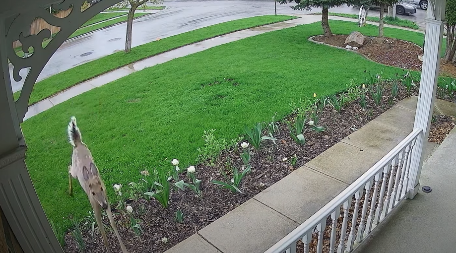 Security Camera Captures Deer Running Into House